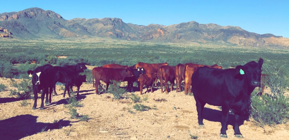 A little history… – All Natural Beef